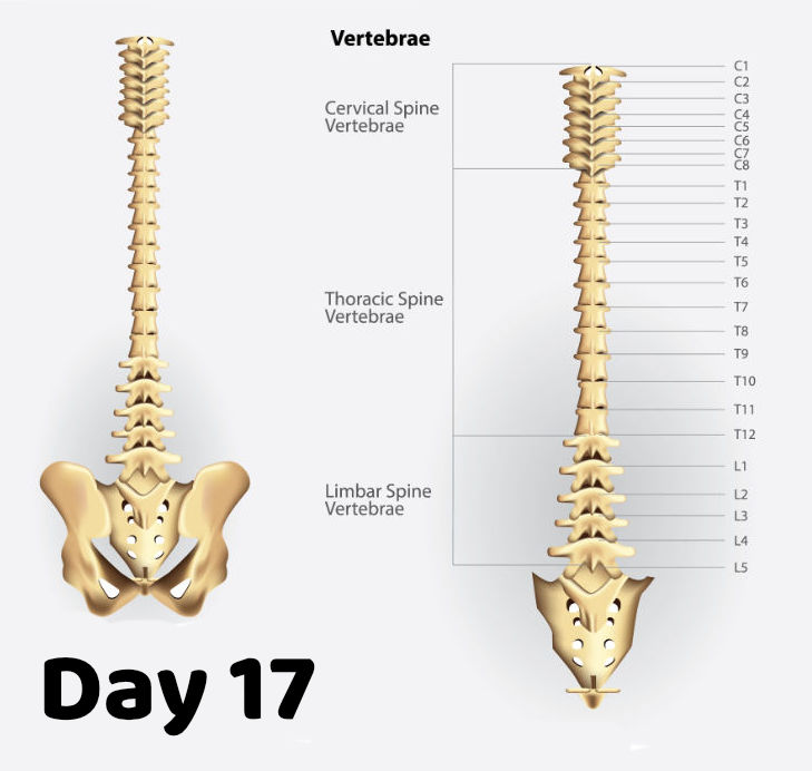 30-Day Strong & Healthy Bones Celebration – Sole Circle